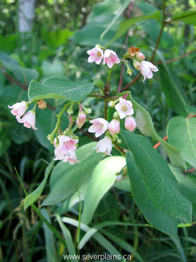 spreading dogbane - Silver Plains Project