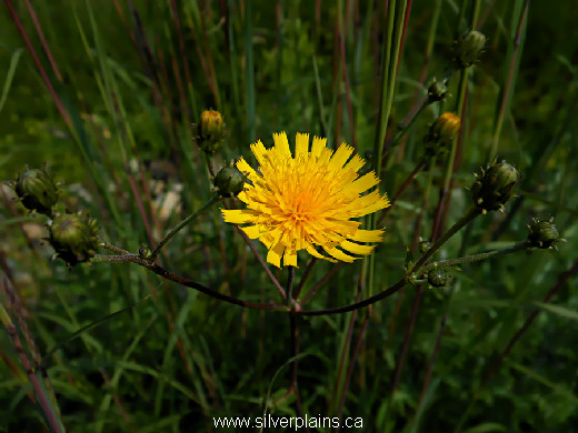Canada hawkweed - Silver Plains Project