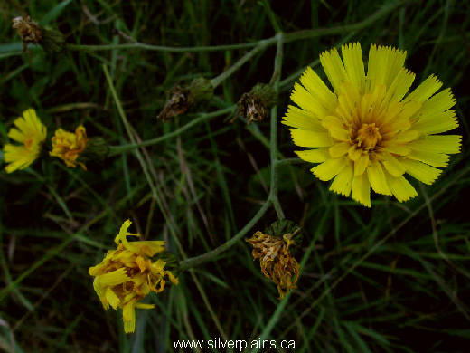 Canada hawkweed - Silver Plains Project