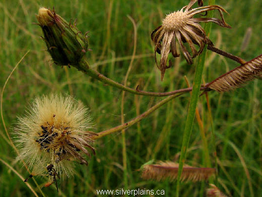 Canada hawkweed - Silver Plains Project