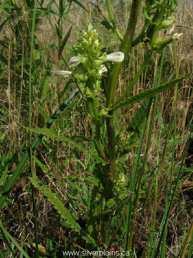swamp lousewort - Silver Plains Project