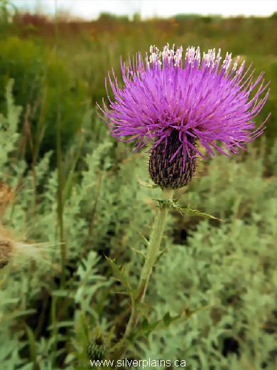Flodman's thistle - Silver Plains Project