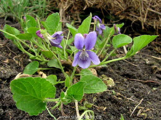 early blue violet - Silver Plains Project