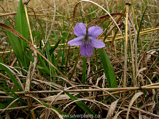 early blue violet - Silver Plains Project