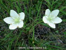 summary of tallgrass prairie forbs (flowers) - Silver Plains Project