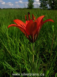 summary of tallgrass prairie forbs (flowers) - Silver Plains Project