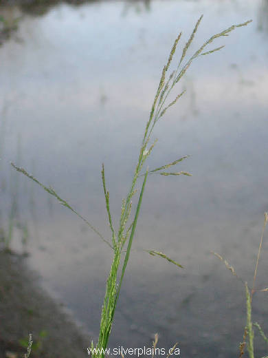 Nuttall's alkali grass - Silver Plains Project