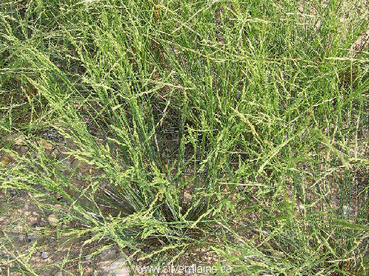 Nuttall's alkali grass - Silver Plains Project