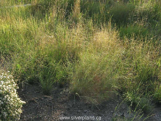 Nuttall's alkali grass - Silver Plains Project