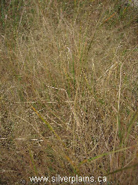 summary of tallgrass prairie grasses - Silver Plains Project
