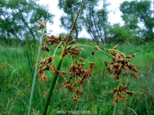 softstem bulrush - Silver Plains Project